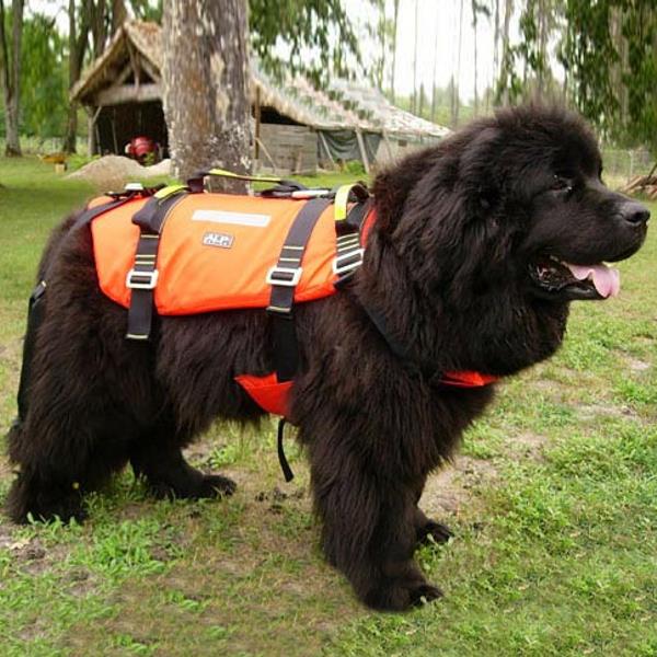 Turtle - Floating harness for water rescue dogs KONG
